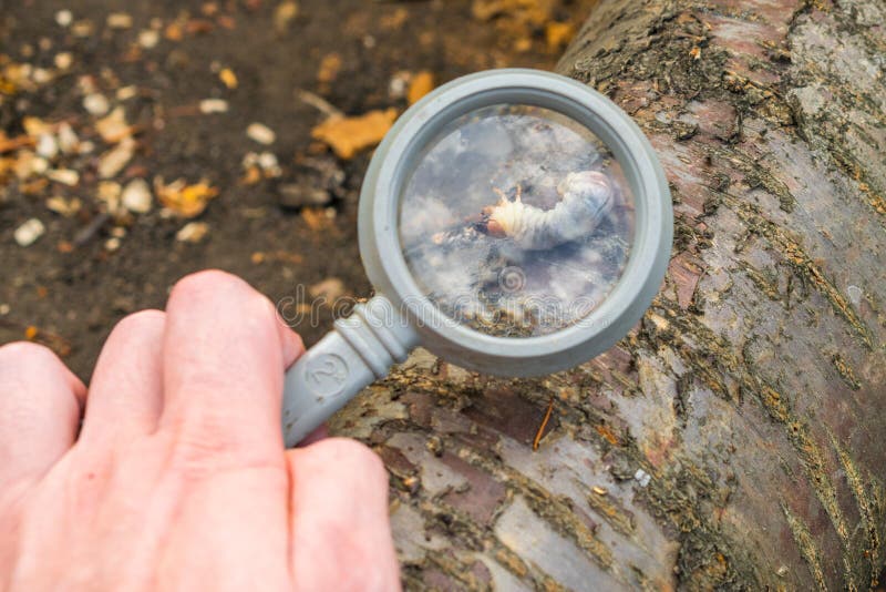 June Bug Larva is on the Bark of a Tree. Search for Parasites and Pests ...