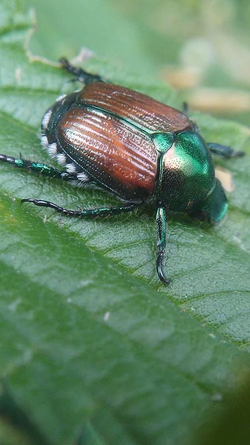 June Bug stock photo. Image of park, leaf, macro, wildlife - 99851496