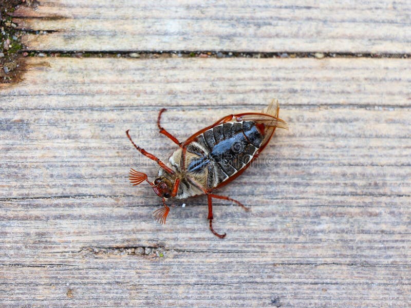 June Bug stock photo. Image of macro, nobody, june, dead - 20415160