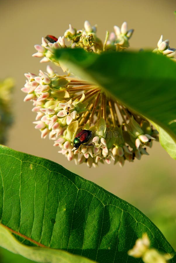 June bug on milkweed stock photo. Image of june, field - 6031768
