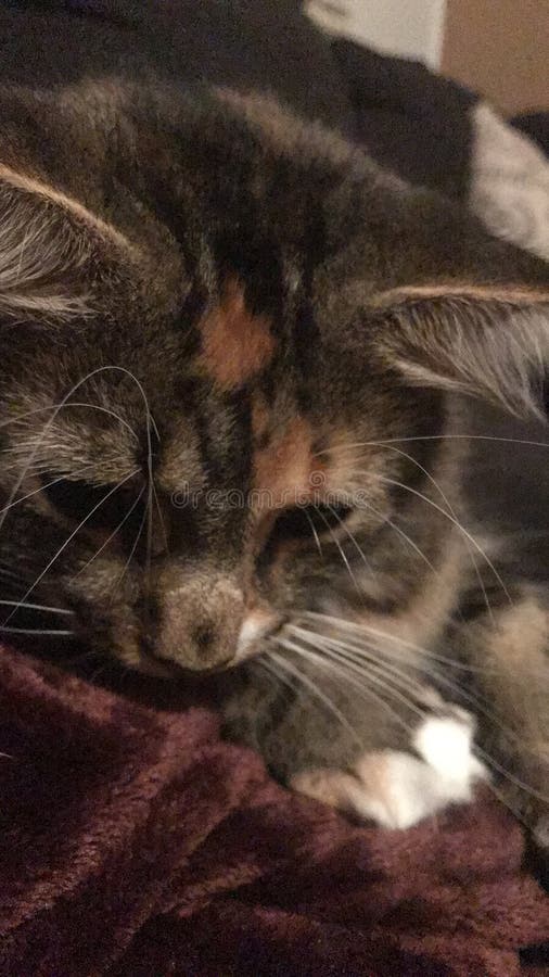 June Bug stock photo. Image of adorble, tabby, beautiful - 97927352