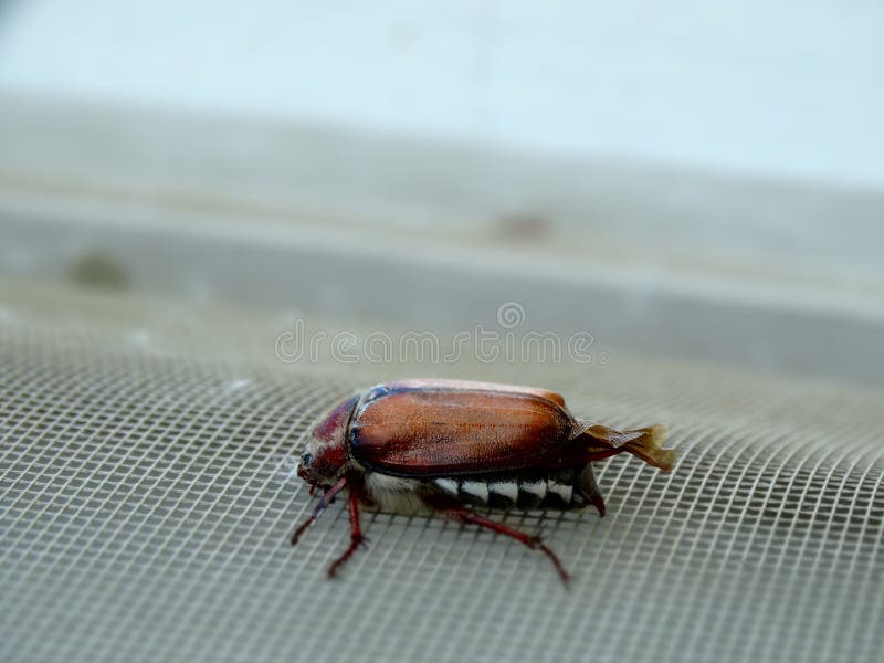 901 June Bug White Stock Photos - Free & Royalty-Free Stock Photos from ...