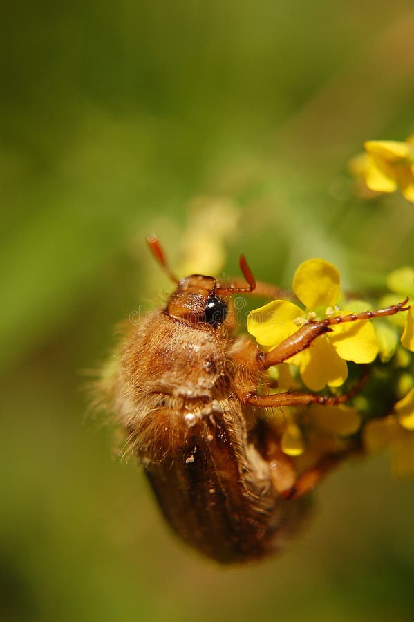 The June Bug Sits on a Yellow Flower Stock Photo - Image of yellow ...
