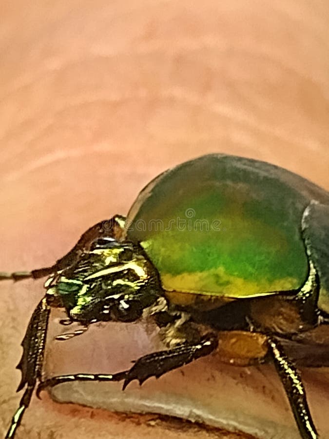 June bugs face upclose stock photo. Image of necklace - 293475534