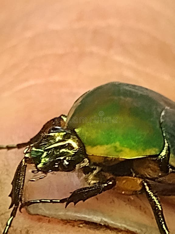 June bugs face upclose stock photo. Image of necklace - 293475534
