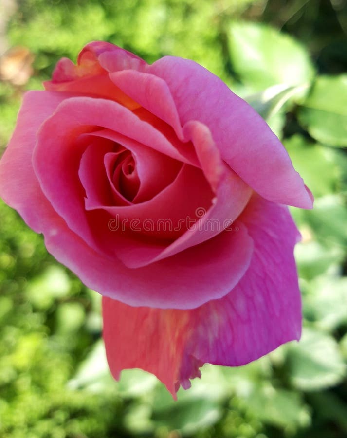 June is coming stock photo. Image of summer, pink, rose - 216036038