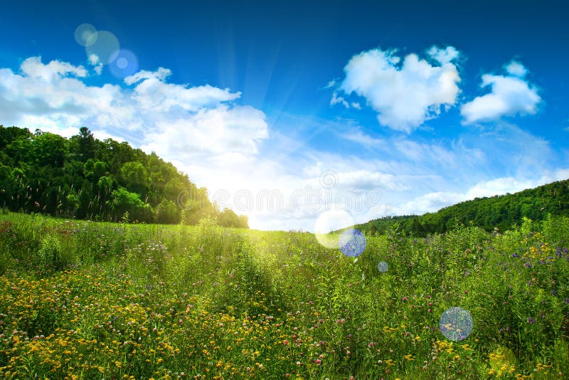 June flowers stock photo. Image of rays, relax, countryside - 8500968
