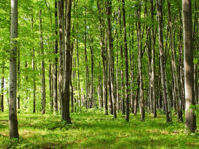 Dense Forest Beech Tree Grove Stock Image - Image of uninhabited, fagus ...
