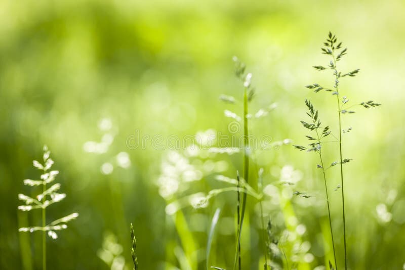 June green grass flowering stock image. Image of closeup - 38736415