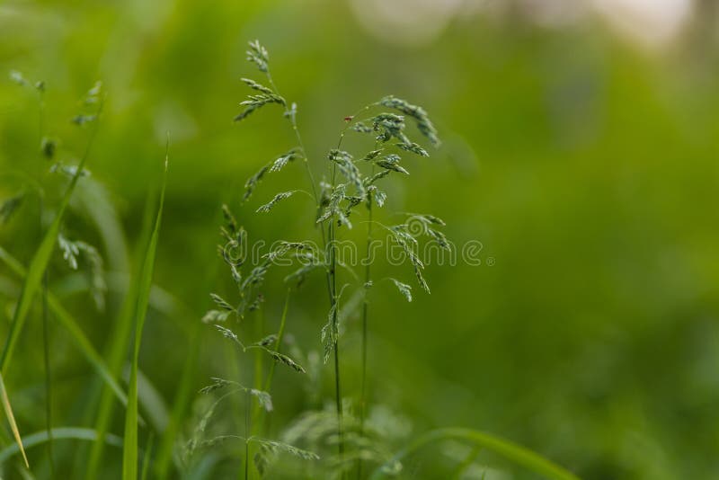 June Green Grass Flowering in the Meadow Summer Time Stock Photo ...