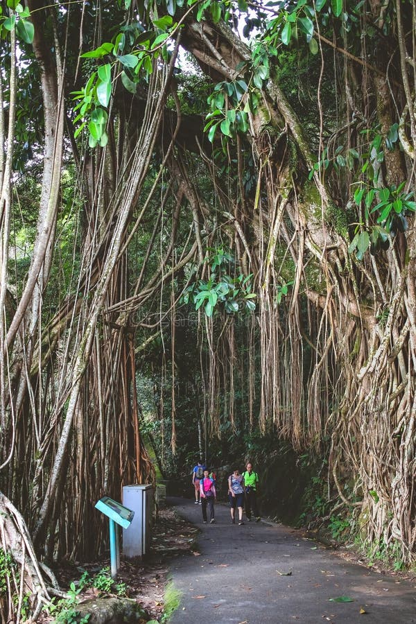 June 26 2023, Majestic and Sprawling Banyan Tree with Impressive Aerial ...