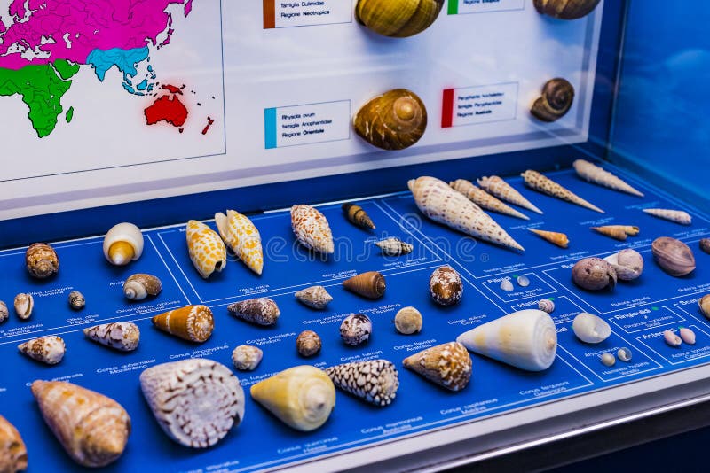 Expositions of History of the Evolution and Development of Mollusks in ...