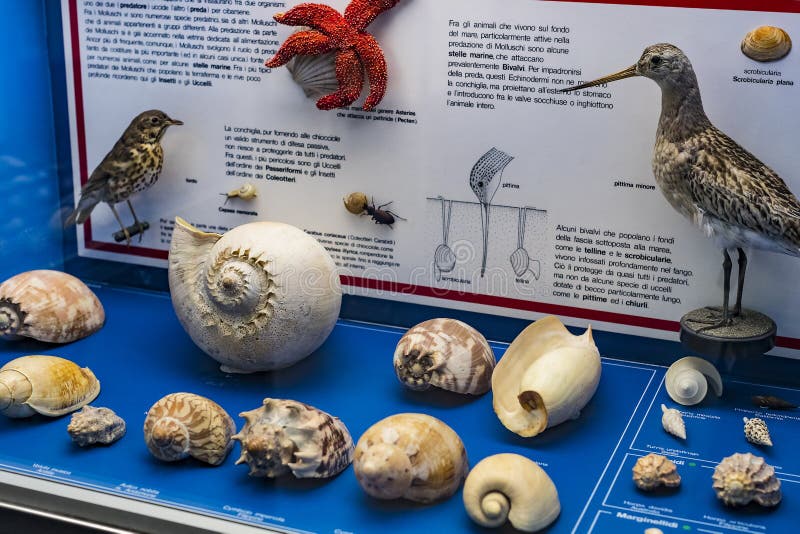 Expositions of History of the Evolution and Development of Mollusks in ...
