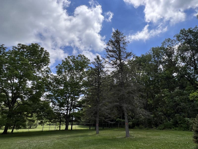 June nature images from PA stock photo. Image of blooms - 250169142