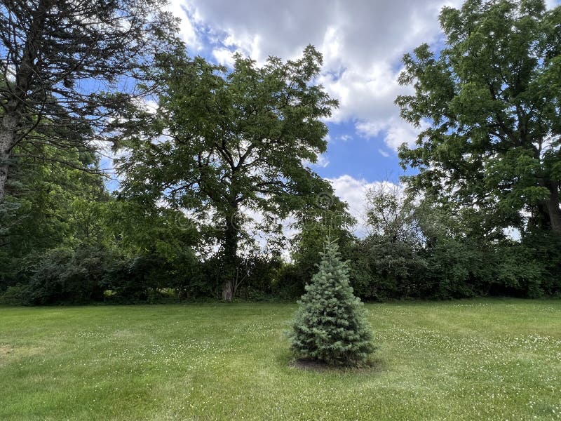 June nature images from PA stock image. Image of trees - 250169143