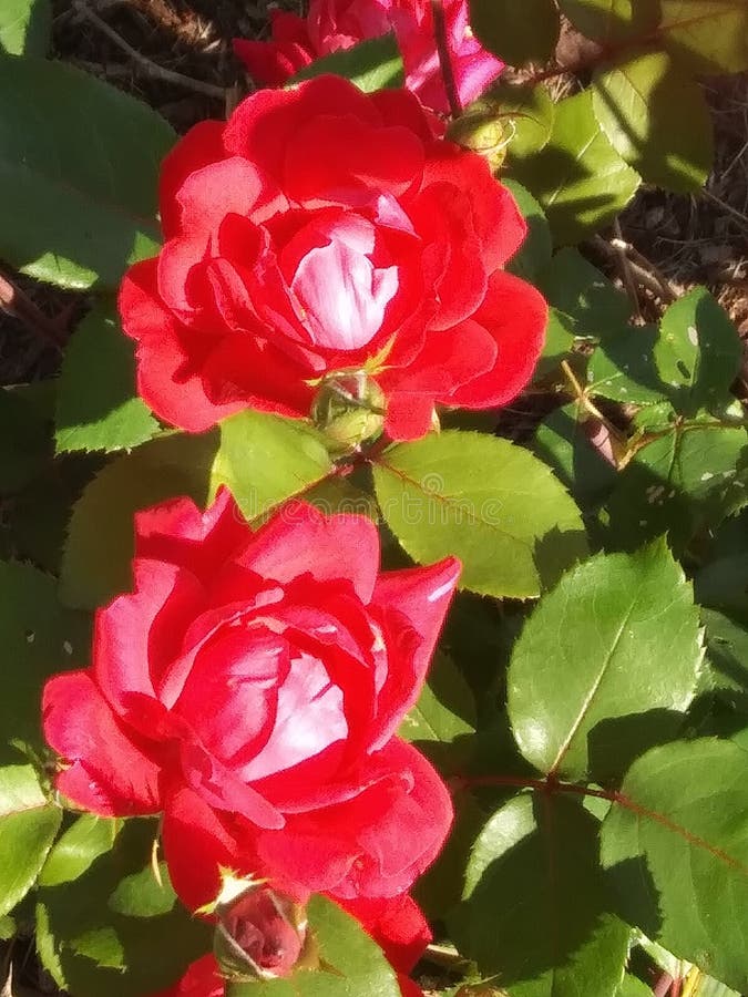 June roses stock photo. Image of blossom, petal, bouquet - 249327878