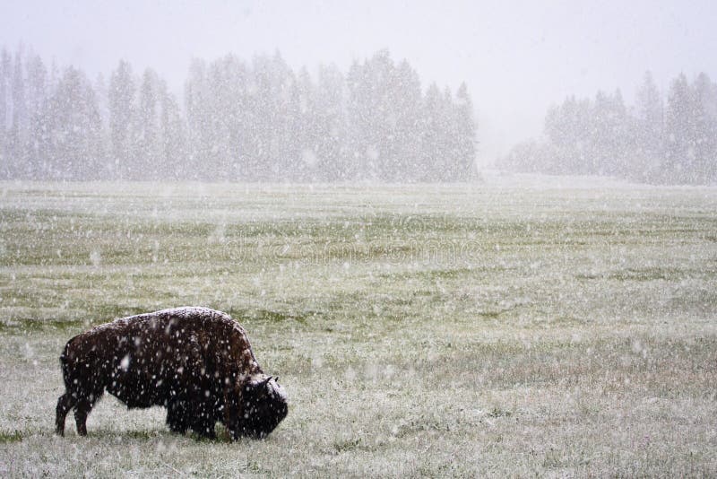 June Snowstorm and Bison, Yellowstone Stock Photo - Image of forest ...