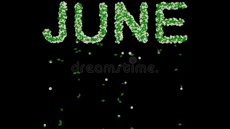 June Text with Green Leaves and White Daisy Flowers on Plain Black ...