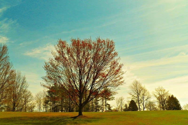 June - the Trees are Blossoming Stock Image - Image of landscape ...