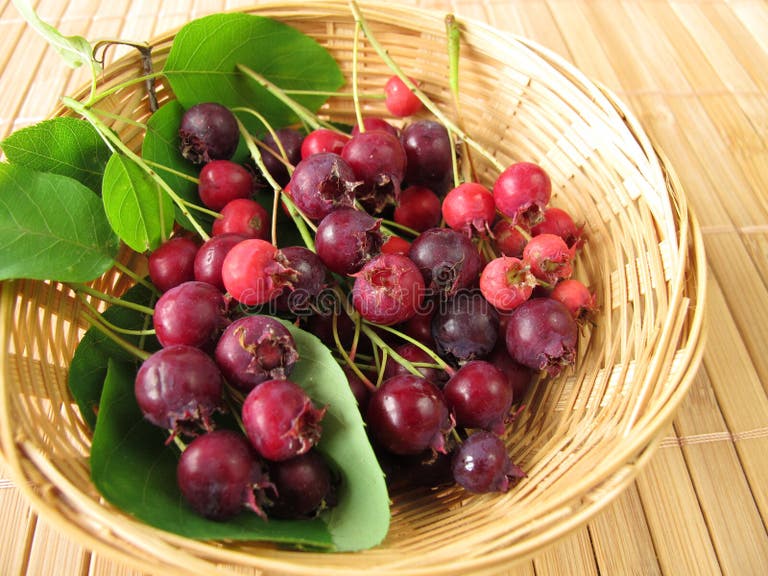 Juneberries in basket stock photo. Image of blue, twigs - 27533044