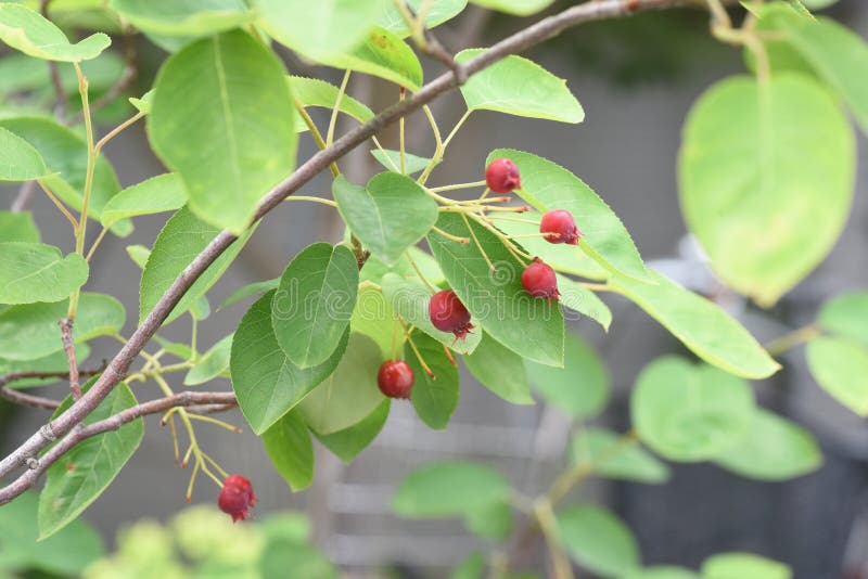 Juneberry stock image. Image of background, ripening - 219649647