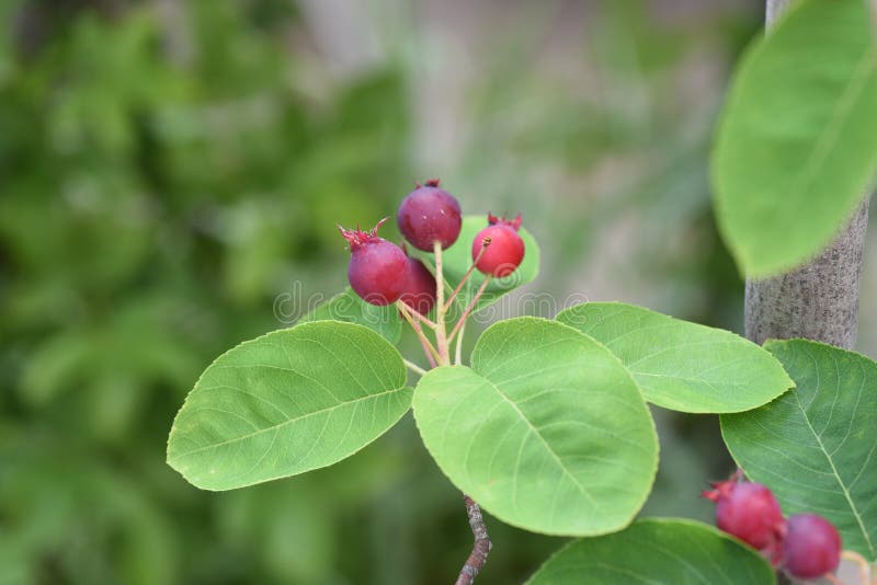Juneberry stock image. Image of leaf, detail, amelanchier - 219649633