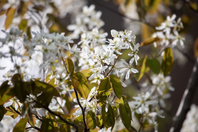 Juneberry Shrub Amelanchier Lamarckii Stock Image - Image of spring ...
