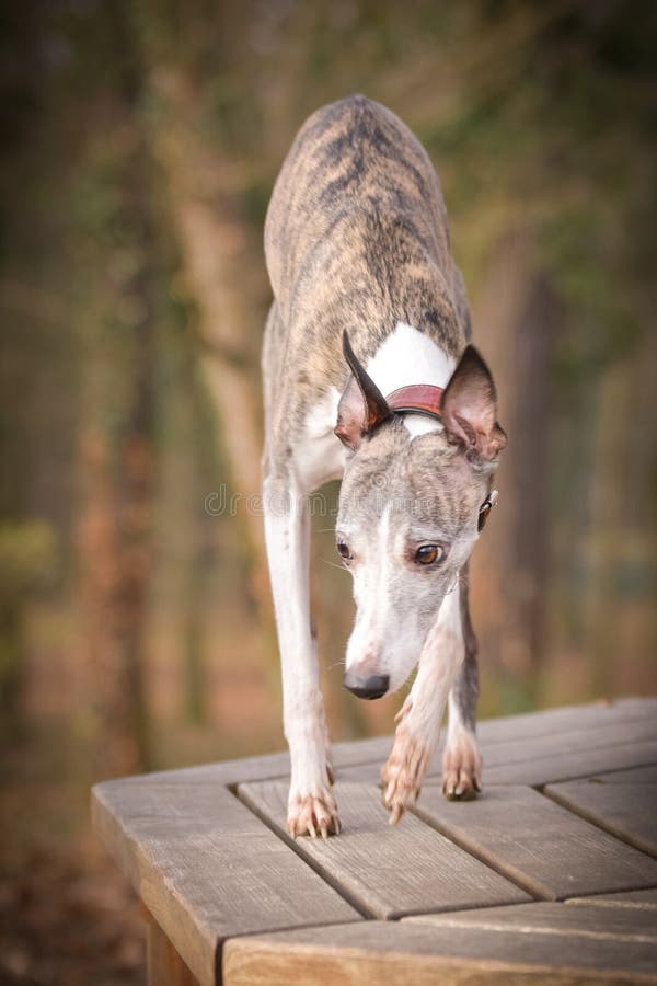 Jung Female of Whippet is Standing in Bench. Stock Image - Image of ...