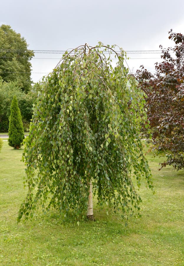 Jung S Birch (Betula Pendula Youngii ) in the Park Stock Image - Image ...