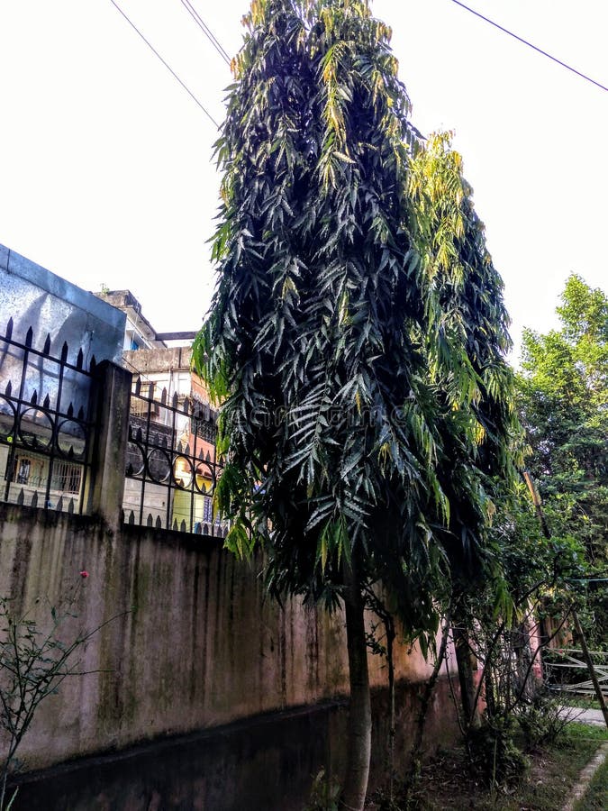 Jungali One Type of Croton Trees Long Green Leaves Stock Image - Image ...