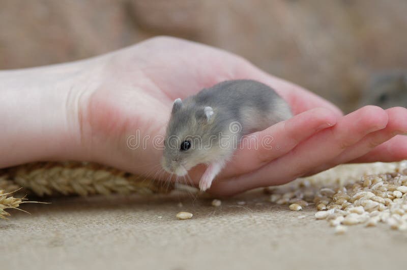 Jungar Hamster stockbild. Bild von jung, urkomisch, hamster - 55867605