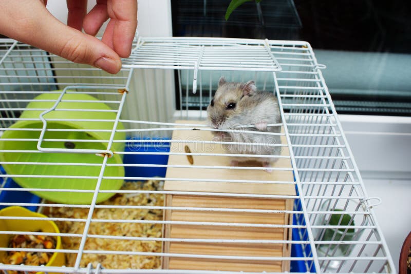 Jungar Hamster in a Cage.pet Hamster Care. Stock Photo - Image of ...