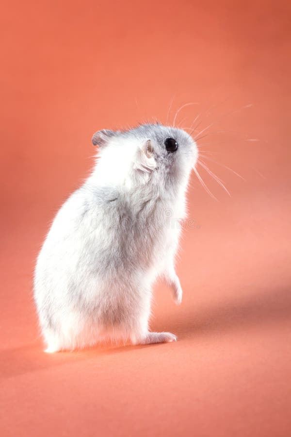 1,056 Hamster Standing Photos - Free & Royalty-Free Stock Photos from ...