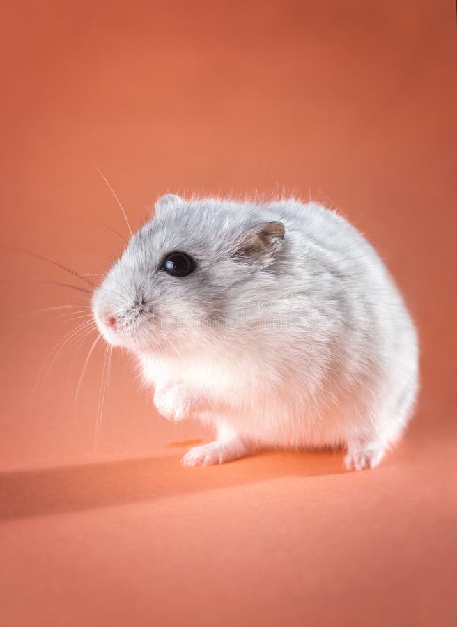 1,215 Hamster Standing Stock Photos - Free & Royalty-Free Stock Photos ...