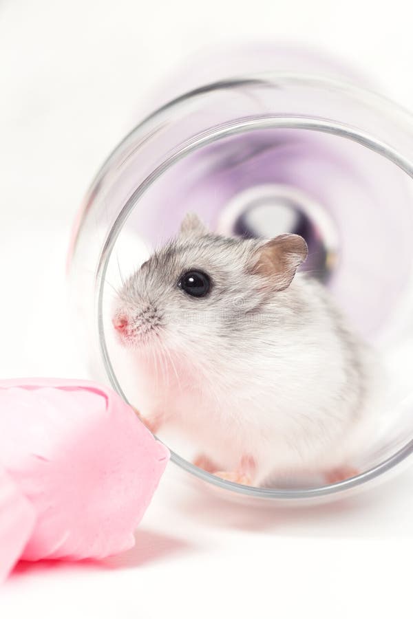 Jungar Hamster in a Transparent Glass Stock Photo - Image of cool ...