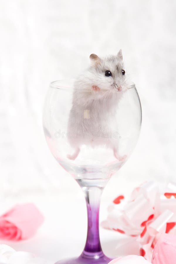 Jungar Hamster in a Transparent Glass Stock Image - Image of wine ...