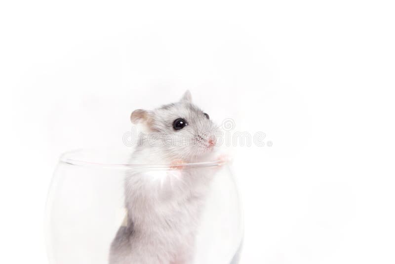 Jungar Hamster in a Transparent Glass Stock Photo - Image of junggar ...