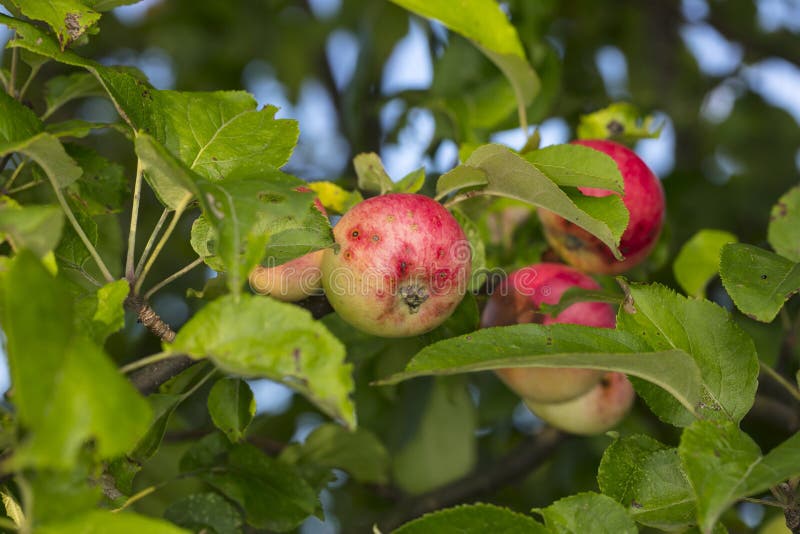 Apfelbaum Mit Kleinen Wachsenden Äpfeln Stockbild - Bild von apfel ...