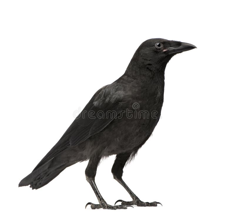 Junge Aas-Krähe - Corvus Corone (3 Monate) Stockbild - Bild von tier ...