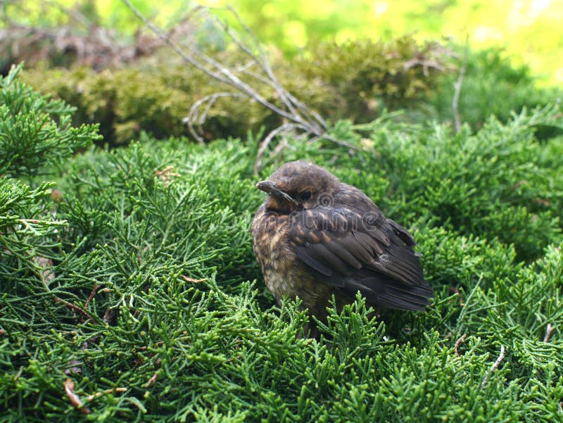 Junge Amsel auf Rasen stockbild. Bild von wildnis, england - 72346083