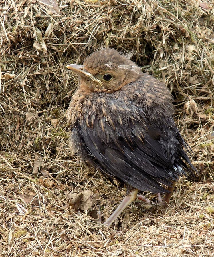 Gemeine Amsel Des Babys In Einem Garten Stockfoto - Bild von eurasier ...