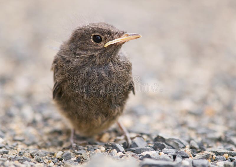 Junge Amsel - Turdus Merula Stockbild - Bild von zwitschern, nestling ...