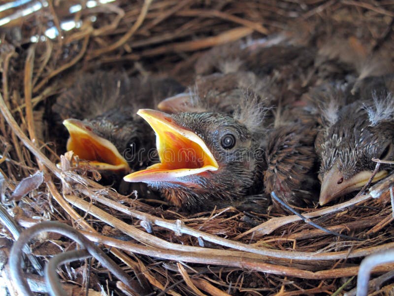 Junge Amseln in Ihrem Nest #2 Stockfoto - Bild von nave, knaben: 9642902