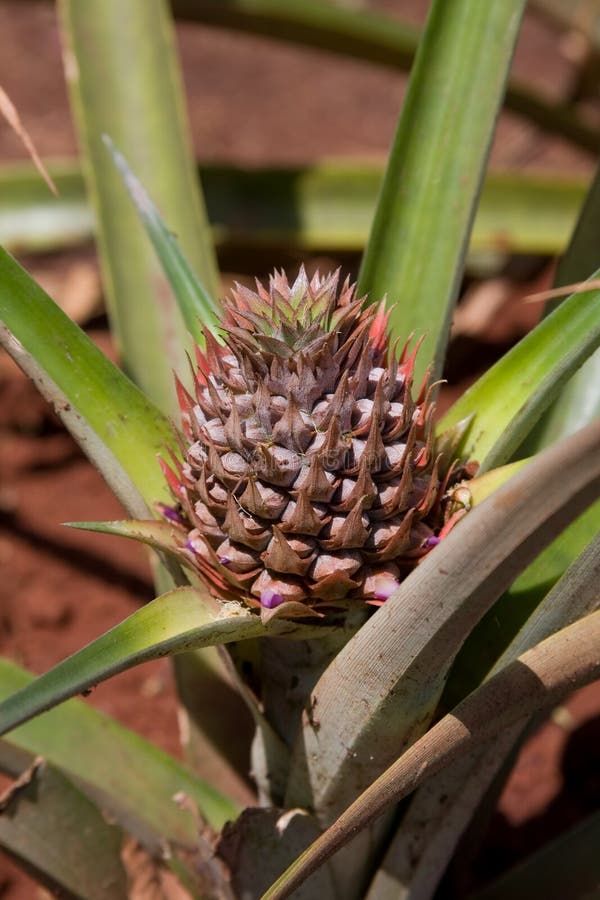 Ananas, Die in Einem Landwirtschaftlichen Betrieb Angebaut Werden ...