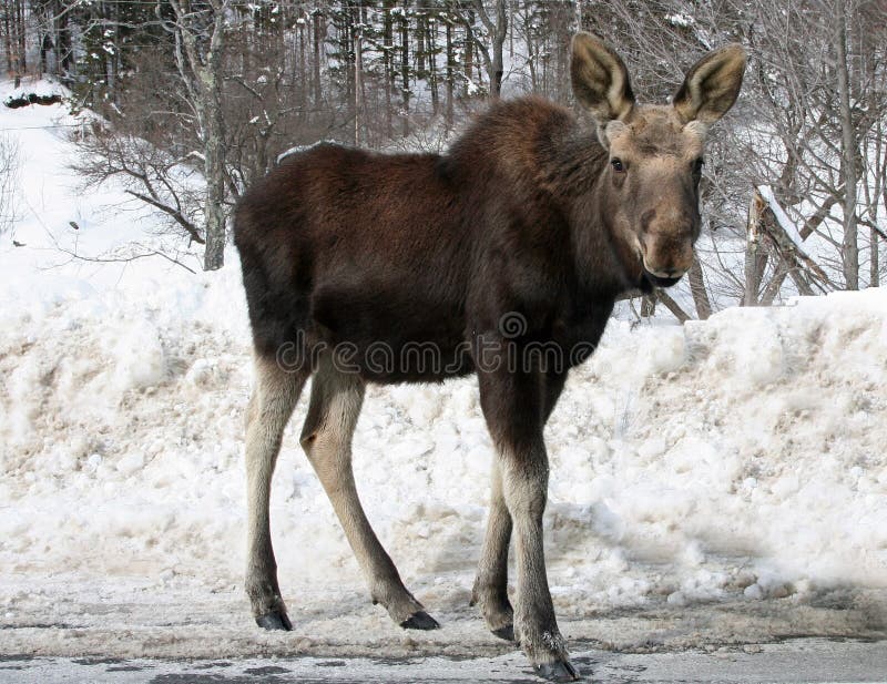 Ein Jungbulle-Elch, Der Mit Samtgeweihe Alces Alces Im Opeongo See Im ...