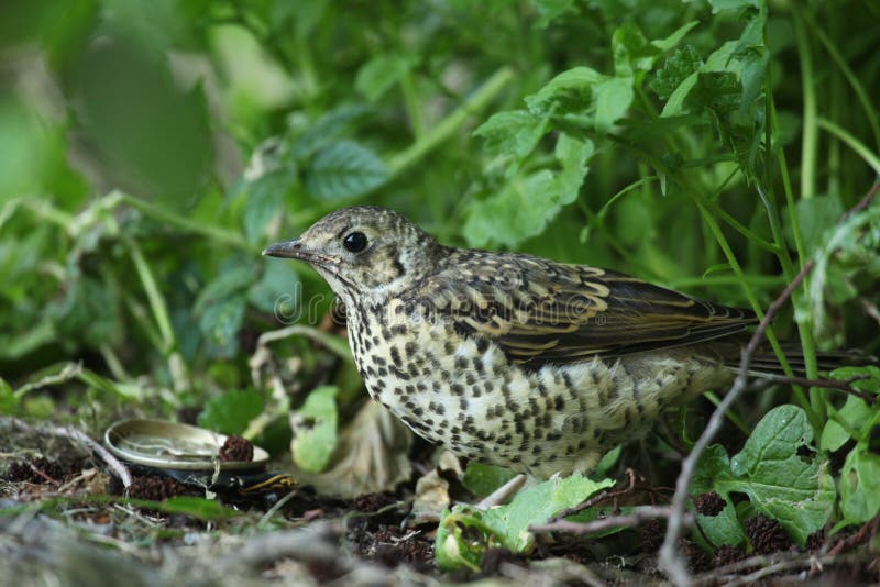 Junge Drossel. stockbild. Bild von federn, wildnis, knabe - 9783749