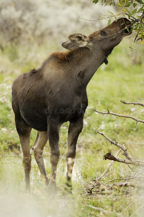 Junge Elche, Ein Kalb Alces Alces Alces Auf Den Knie Im Schnee, in ...