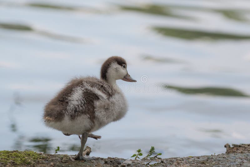 Junge Rote Ente Auf Einem Bein Nahe Einem See Stockfoto - Bild von ...