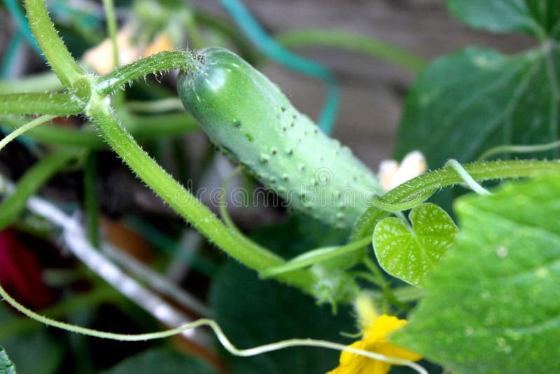 Junge Frucht Der Gurke, Cucumis Sativus Stockfoto - Bild von gurke ...
