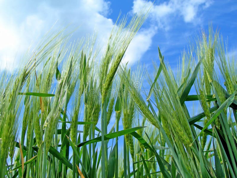 Junge Gerste stockfoto. Bild von wachsen, jung, pflanzen - 2282814